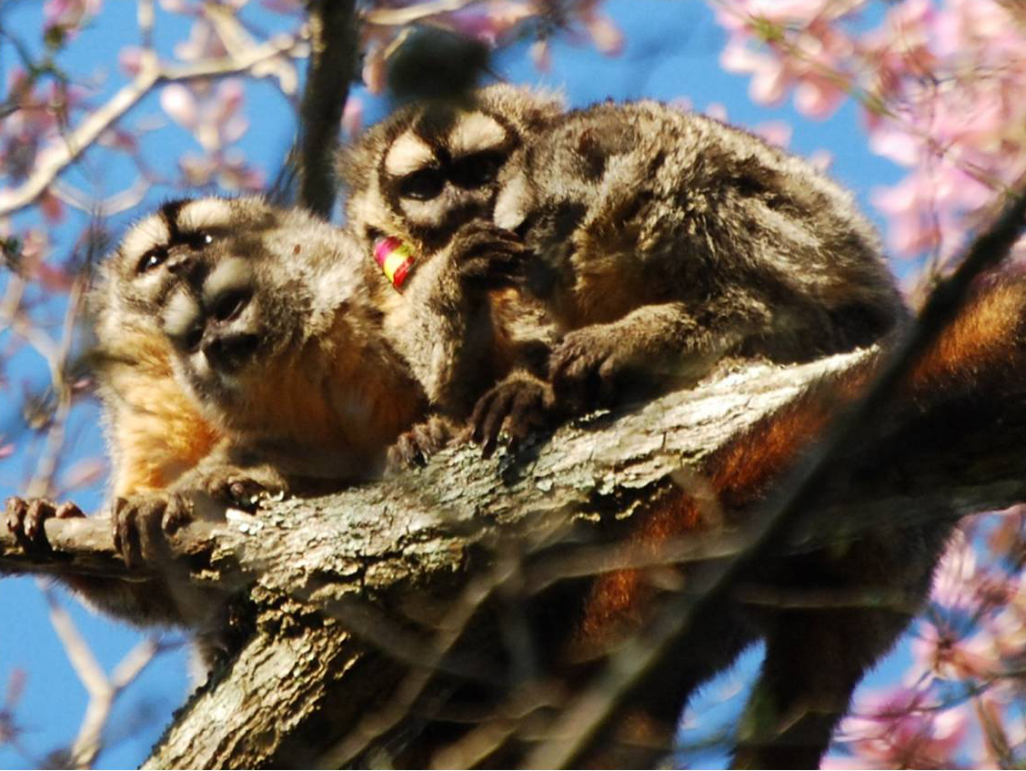Owl Monkeys Don’t Cheat, Penn Study Shows; Intense Fathering Plays a Role | Penn Today